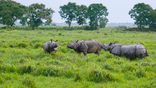 Center to Grant Support to Build-Up Rhino Protection Force
