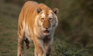 Rare Golden Tiger Sighting at Kaziranga National Park in Assam