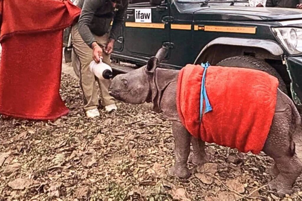 Stranded Rhino Calf Rescued After 24-Hour Operation in Kaziranga ...